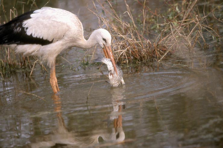 Galleria foto cicogna