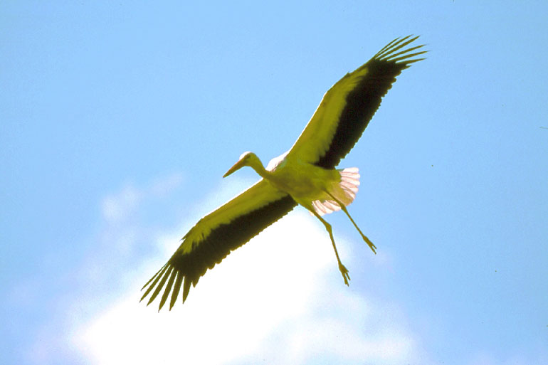 La cicogna, il ritorno di uno splendido uccello