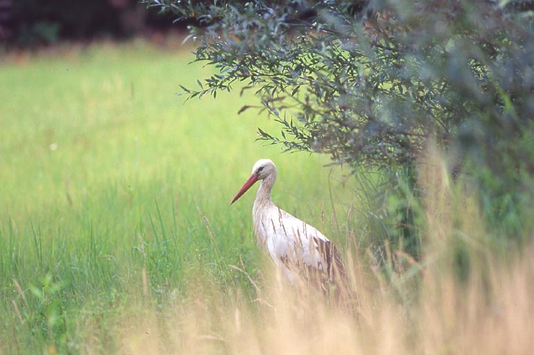 La cicogna, il ritorno di uno splendido uccello