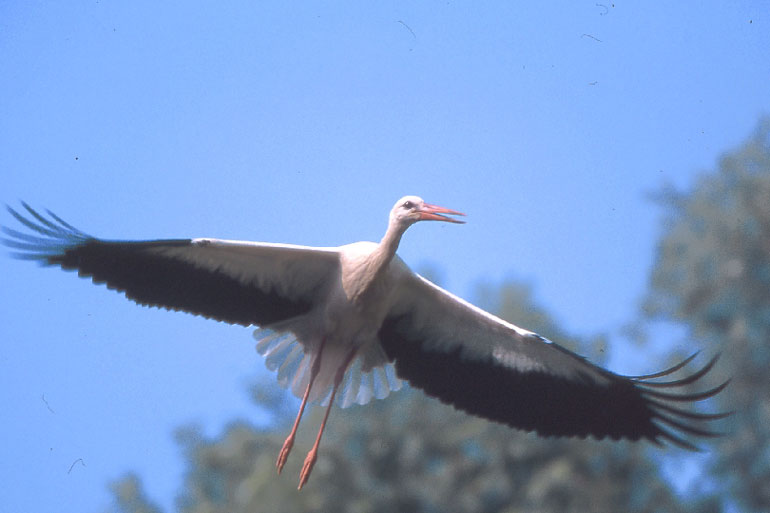 La cicogna, il ritorno di uno splendido uccello