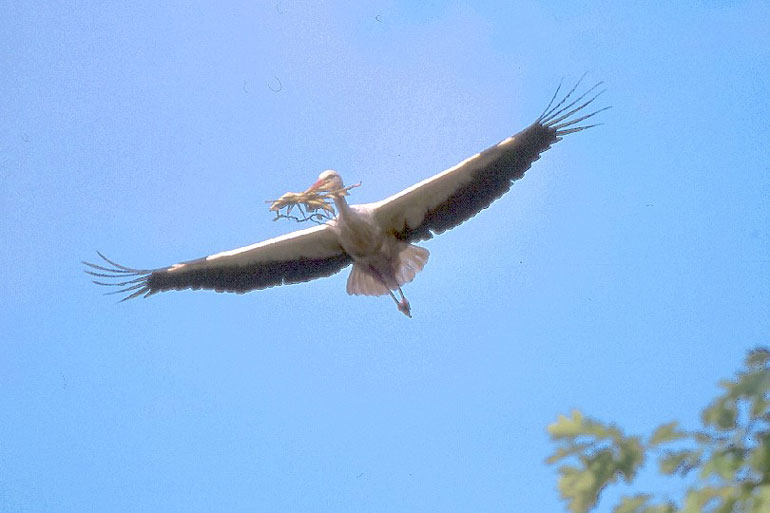 La cicogna, il ritorno di uno splendido uccello
