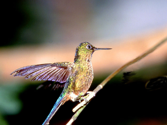 Il colibrì, il guerriero del sole