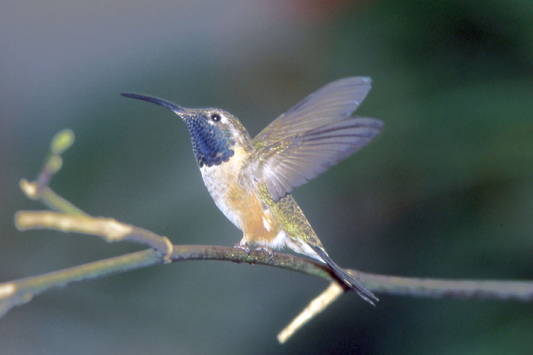 Il colibrì, il guerriero del sole
