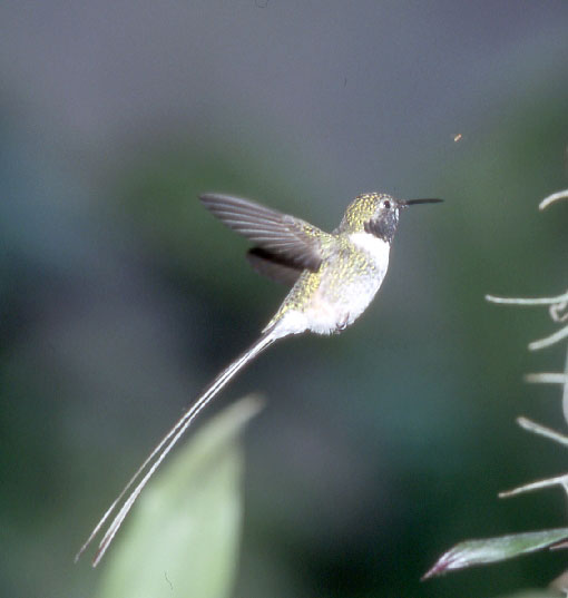 Il colibrì, il guerriero del sole